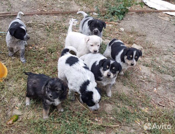 Щенки для охраны