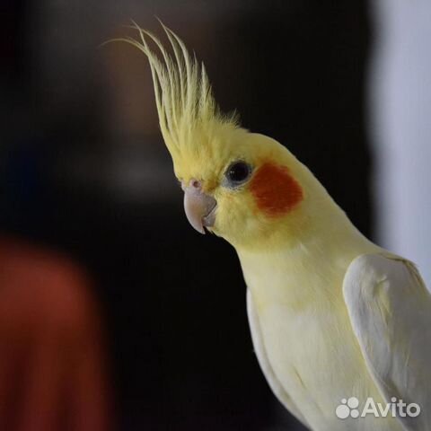 Попугай корелла с клеткой