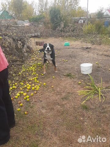 Щенок Барон