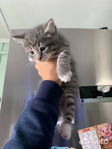 Котёнок из рекламы вискас