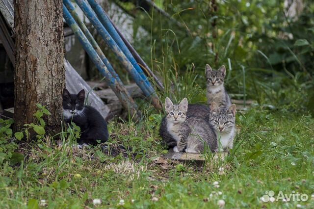 Отдам красивых и умных котят)
