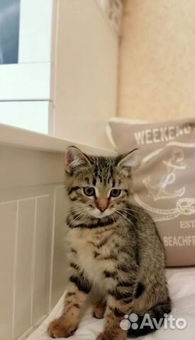 Котёнок 2,5 месяца