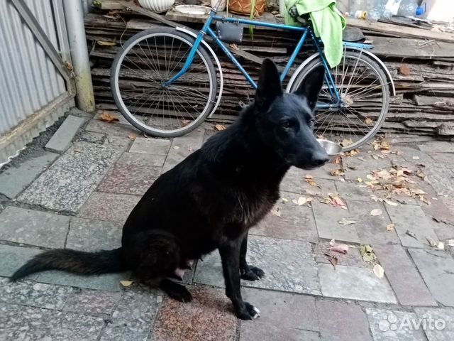 Щенки от черной немки