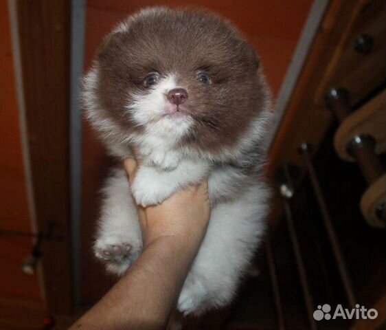 Шпиц медвежонок Неева