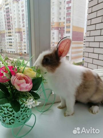 Кролик