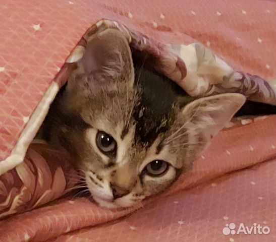 Кошечку в добрые руки