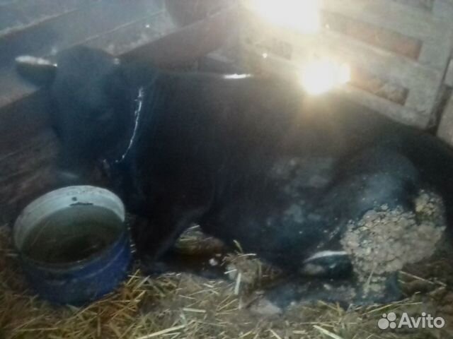 Телка на докорм