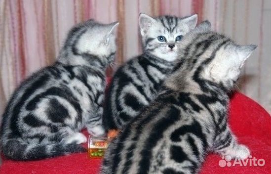 Котята британцы серебристо-черный мрамор