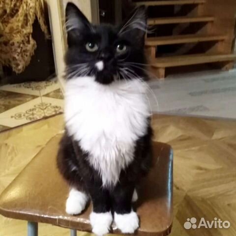 Котенок Изюмчик в поисках дома