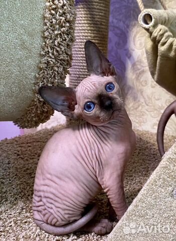 Синеглазое чудо