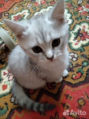 Шотландский котик