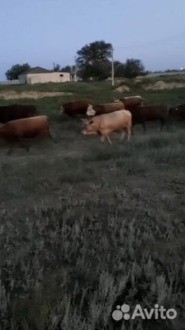Быки