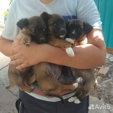 Щенки в добрые руки