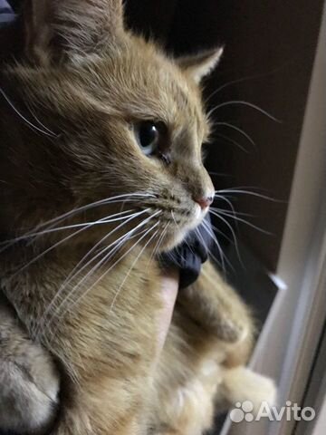 Кот Васька ищет дом