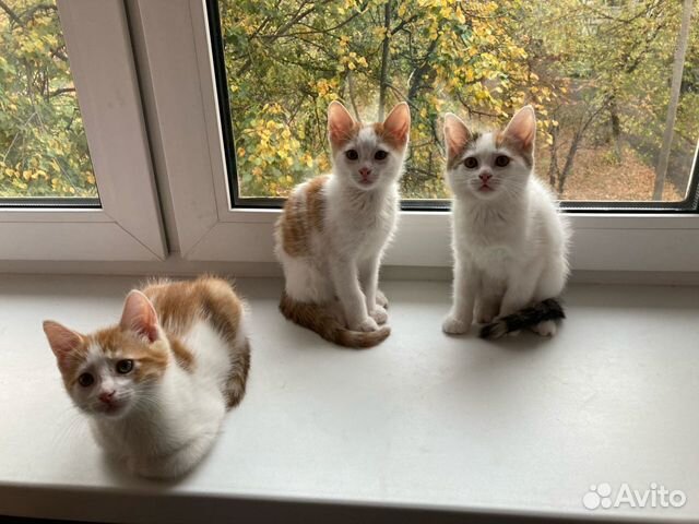 Великолепные рыжие котята 2,5 месяца в добрые руки