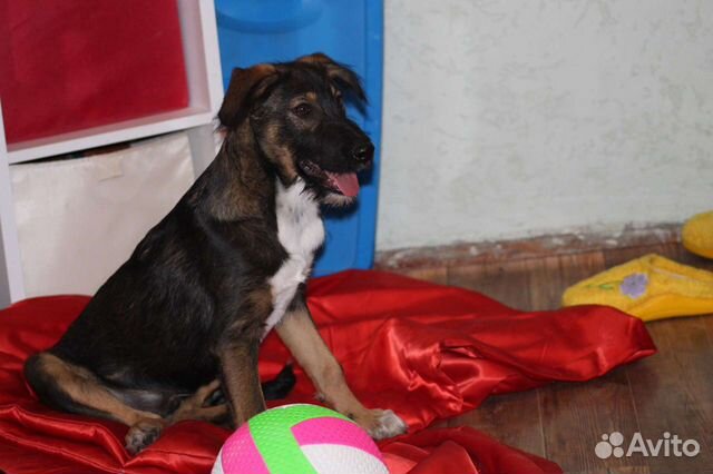 Щенок в добрые руки