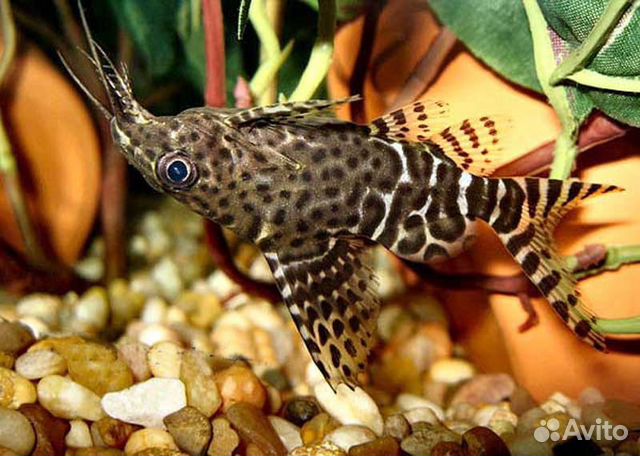 Рыбки аквариумные Синодонтис