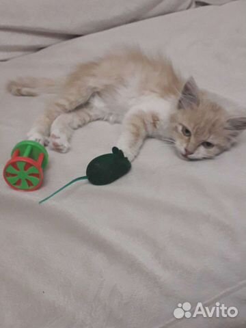 Беспородная кошечка