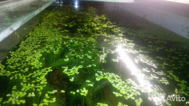 Ряска, валиснерия спиральная, роголистник