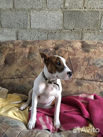 Американский стаффордширский терьер