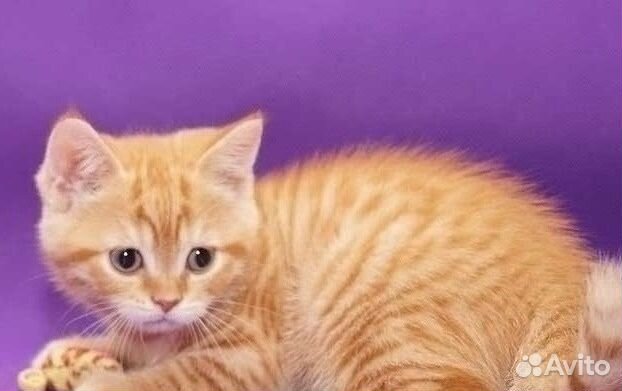 Британские красные пятнистые котята