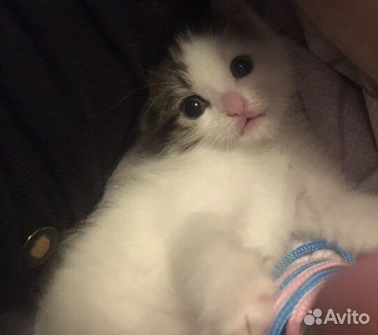 Котенок
