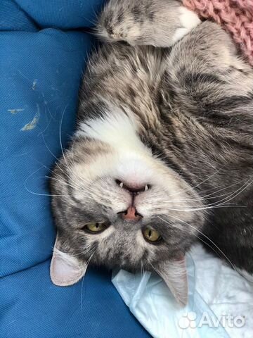 Семён Семёныч в добрые руки