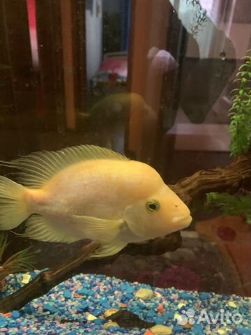 Цихлазома цитроновая (Amphilophus citrinellus)