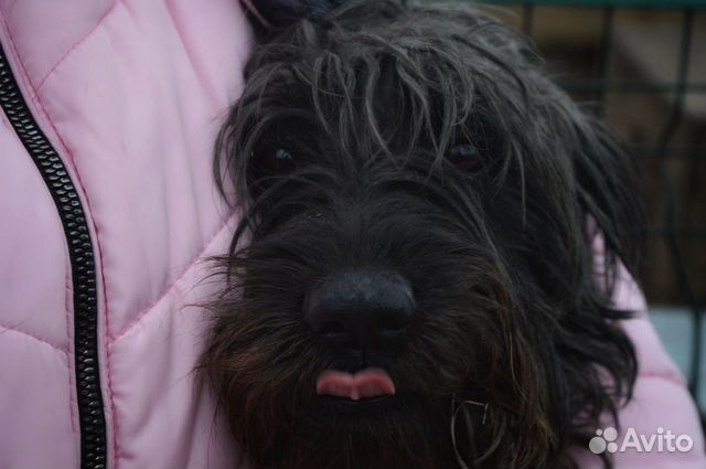 Девочка помесь спаниеля и Дратхаар