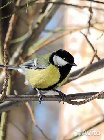 Певчие птицы