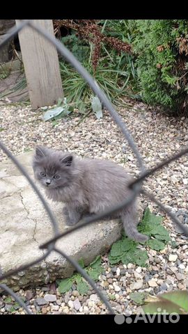 Котенок ищет дом