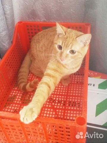 Рыжий котик Элвис, 1 год