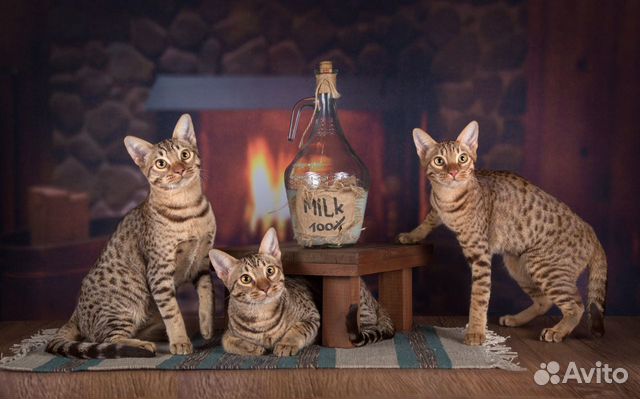 Котята породы Оцикет