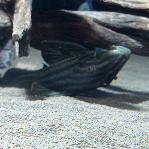 Панак, номерной сом