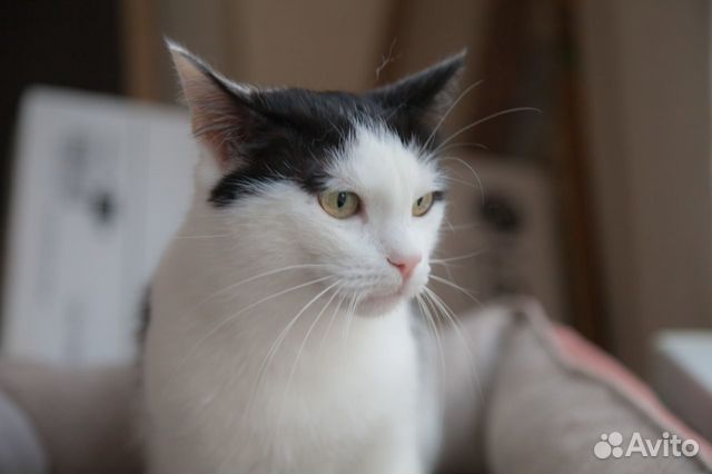 Мурка Ивановна ищет дом