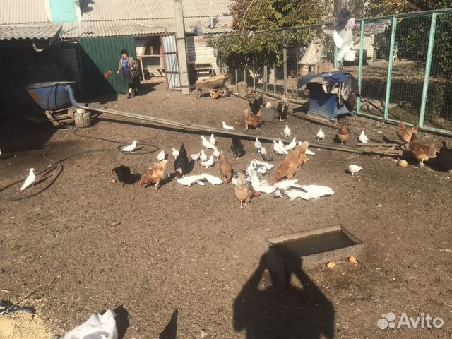 Отдам голубей в хорошие руки