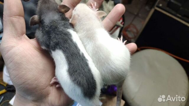 Крысята породы Дамбо