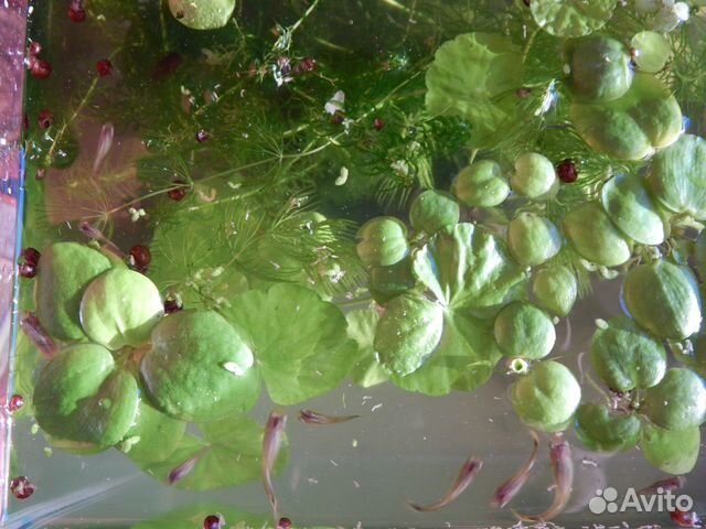 Аквариумные растения, гуппи отдам