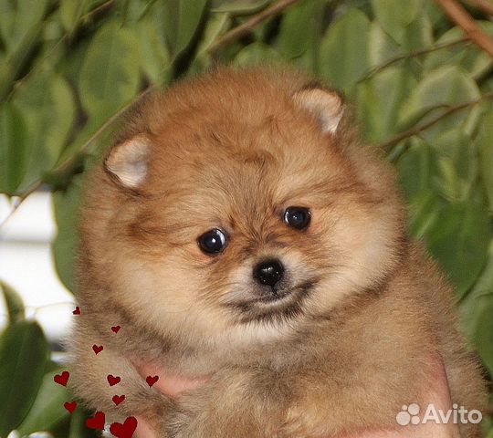 Шпицулька рыжулька