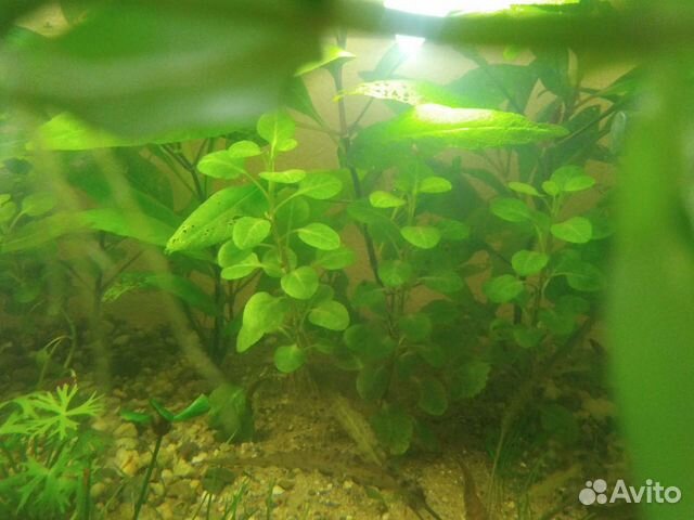 Аквариумное растение