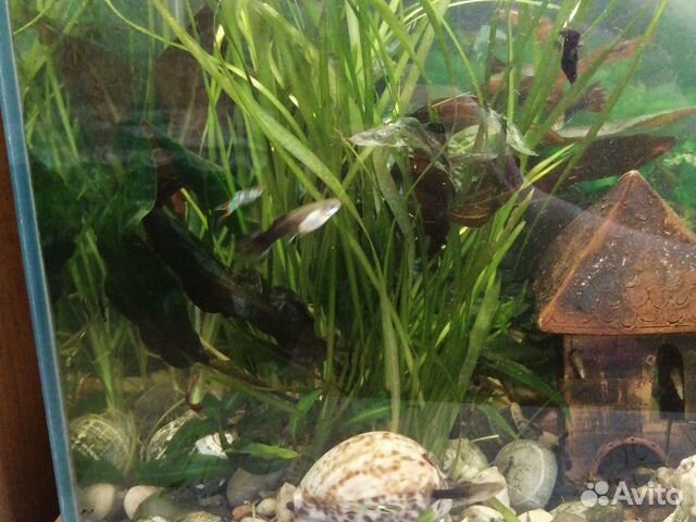 Растения для аквариума