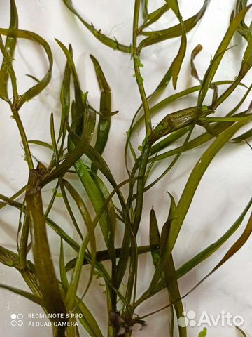 Аквариумные растения