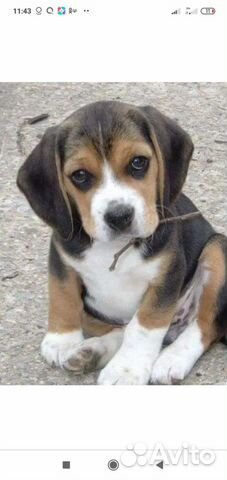 Бигль щенок чистокровные трикалор окрас
