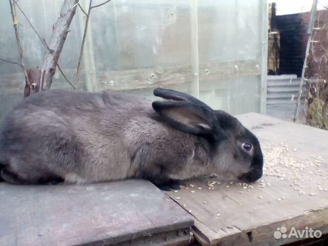 Советский Мардер и другие