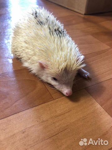 Ёжик В.В. Путина