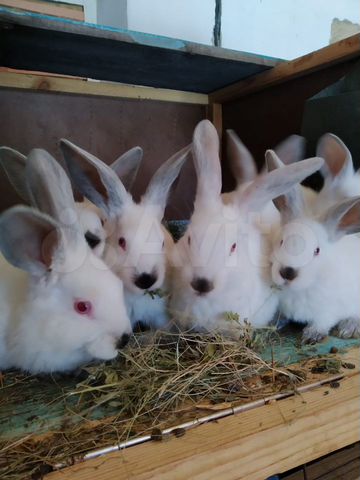 Калифорнийские кролики