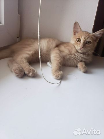 Санни ищет дом