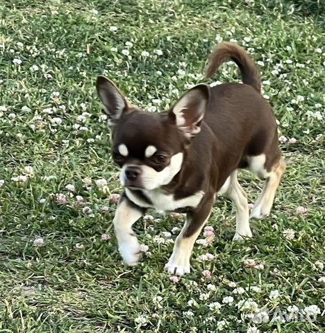 Вязка чихуахуа шоколадно подпалый