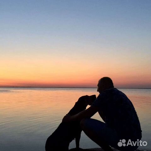 Щенки дратхаара