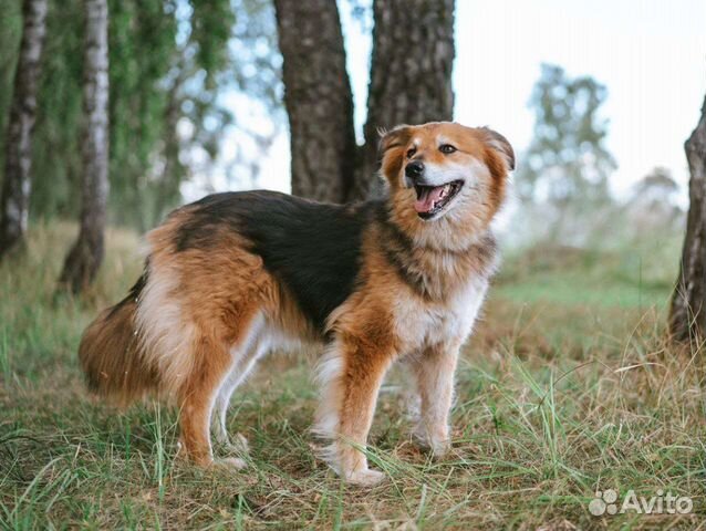Красавица Герда скучает в приюте